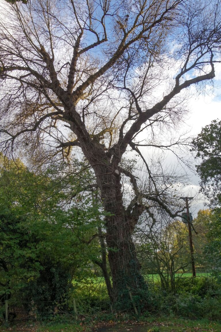 Populus nigra - Trees of Britain