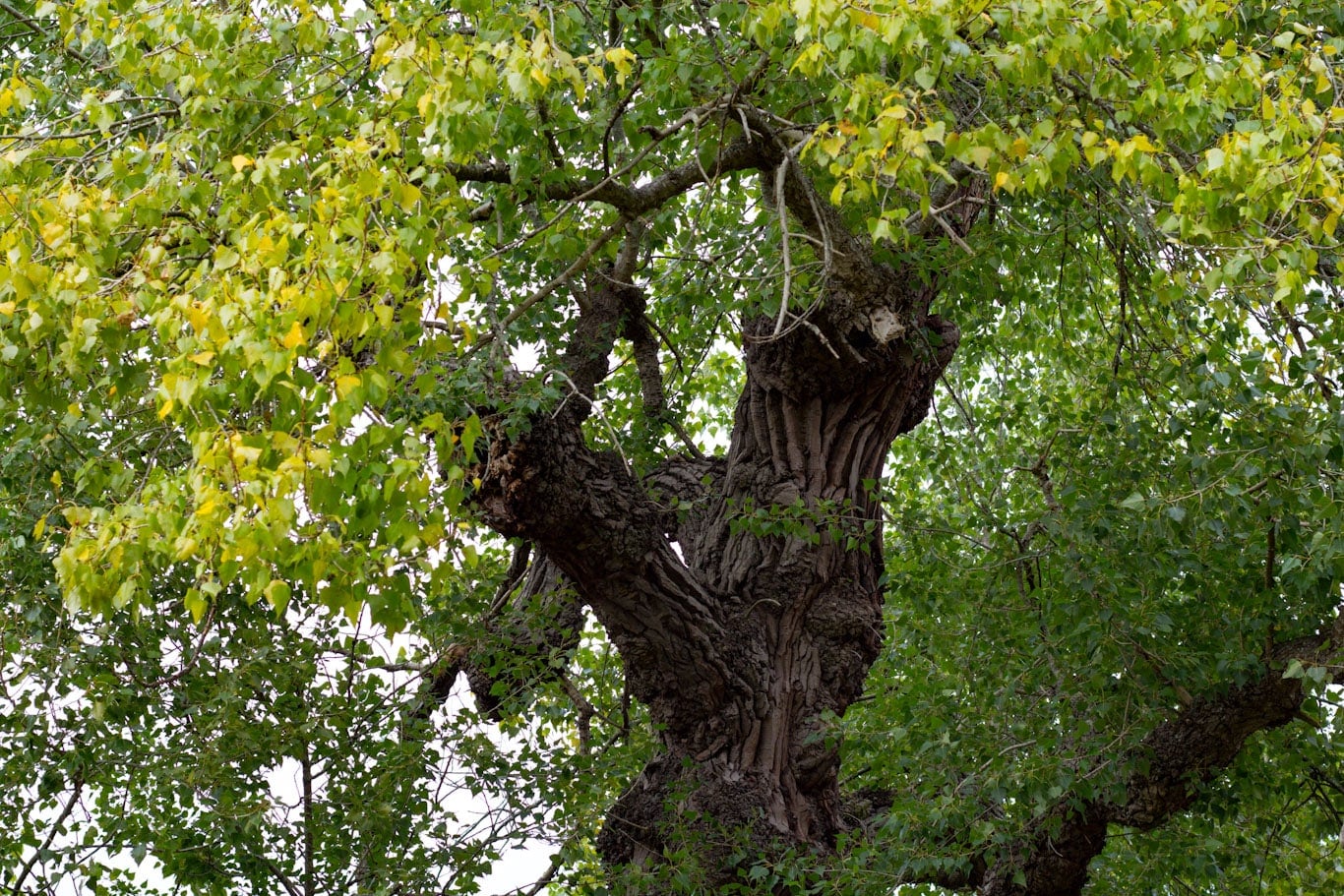 TreeID - Trees of Britain