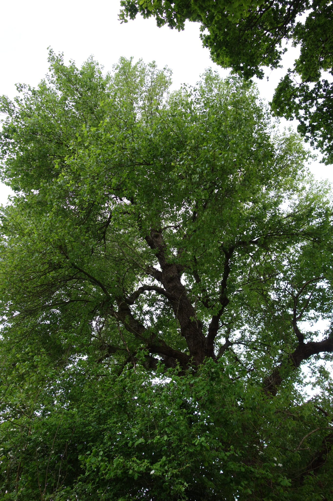 Populus nigra - Trees of Britain
