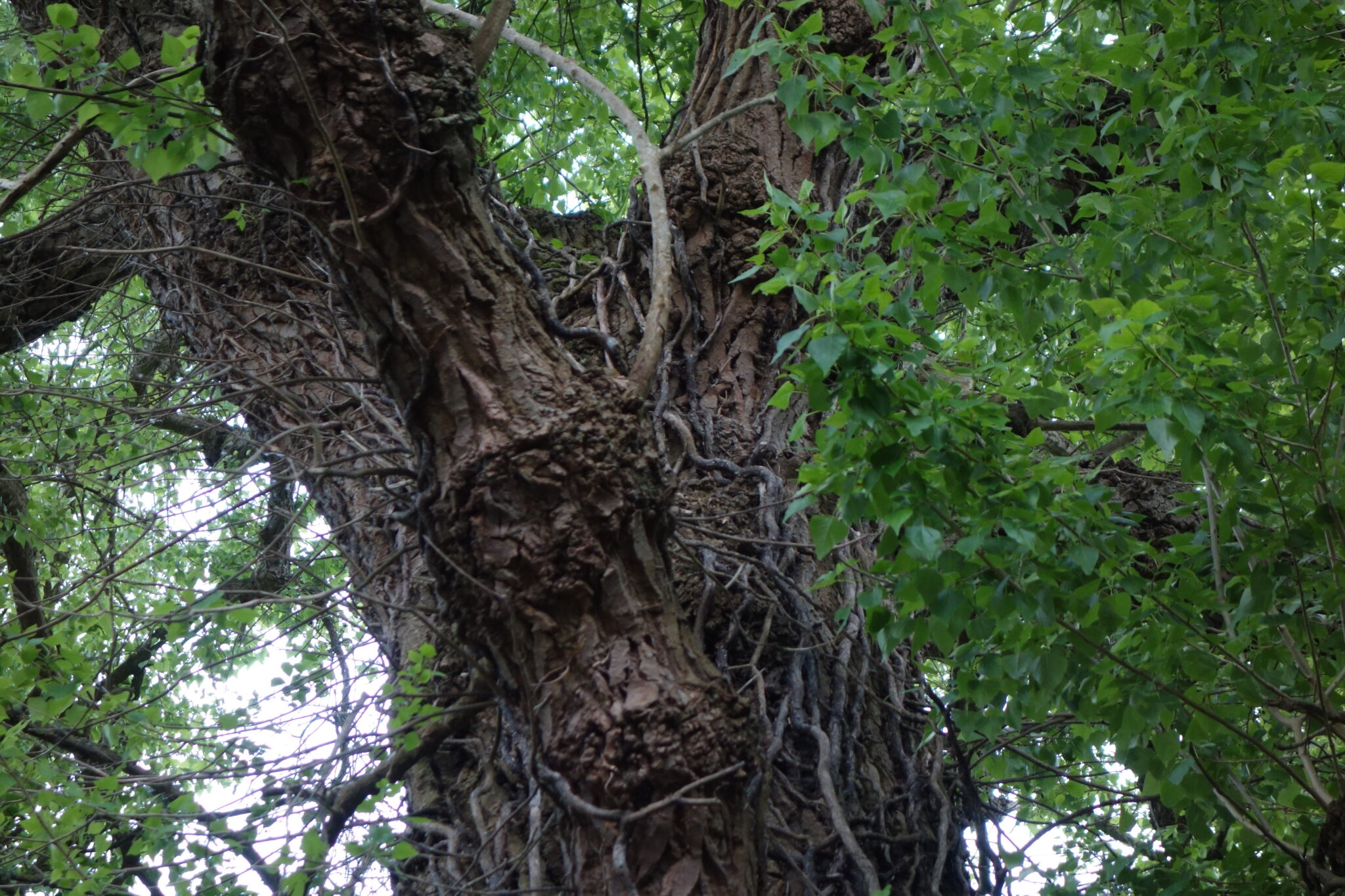 Populus nigra - Trees of Britain