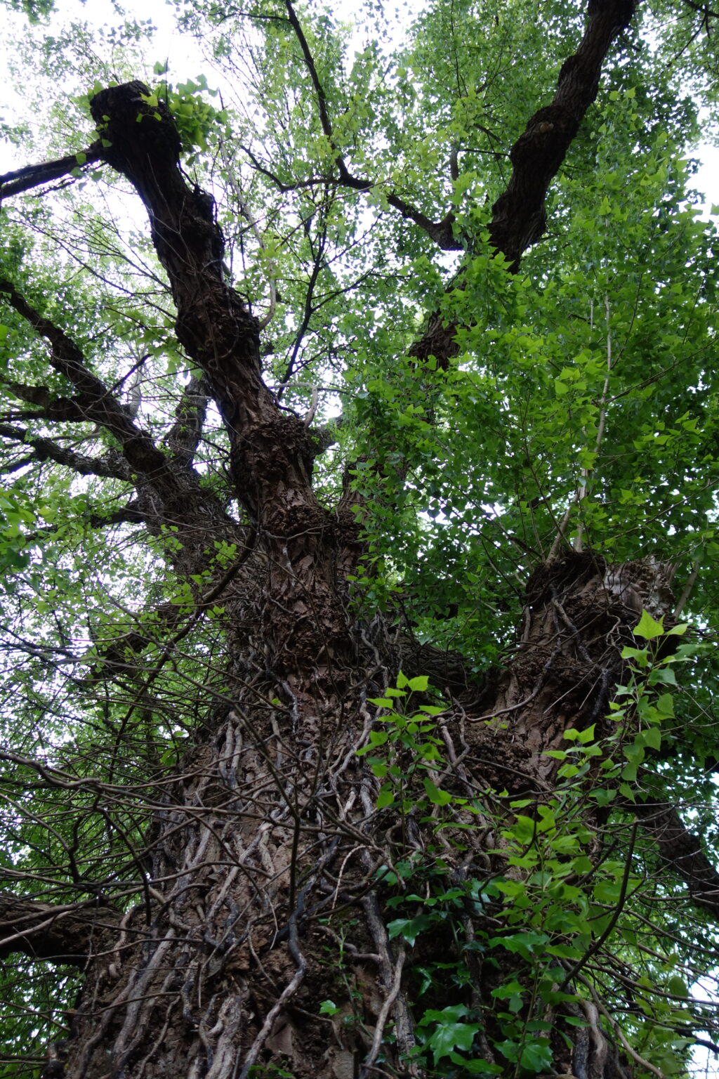 Populus nigra - Trees of Britain
