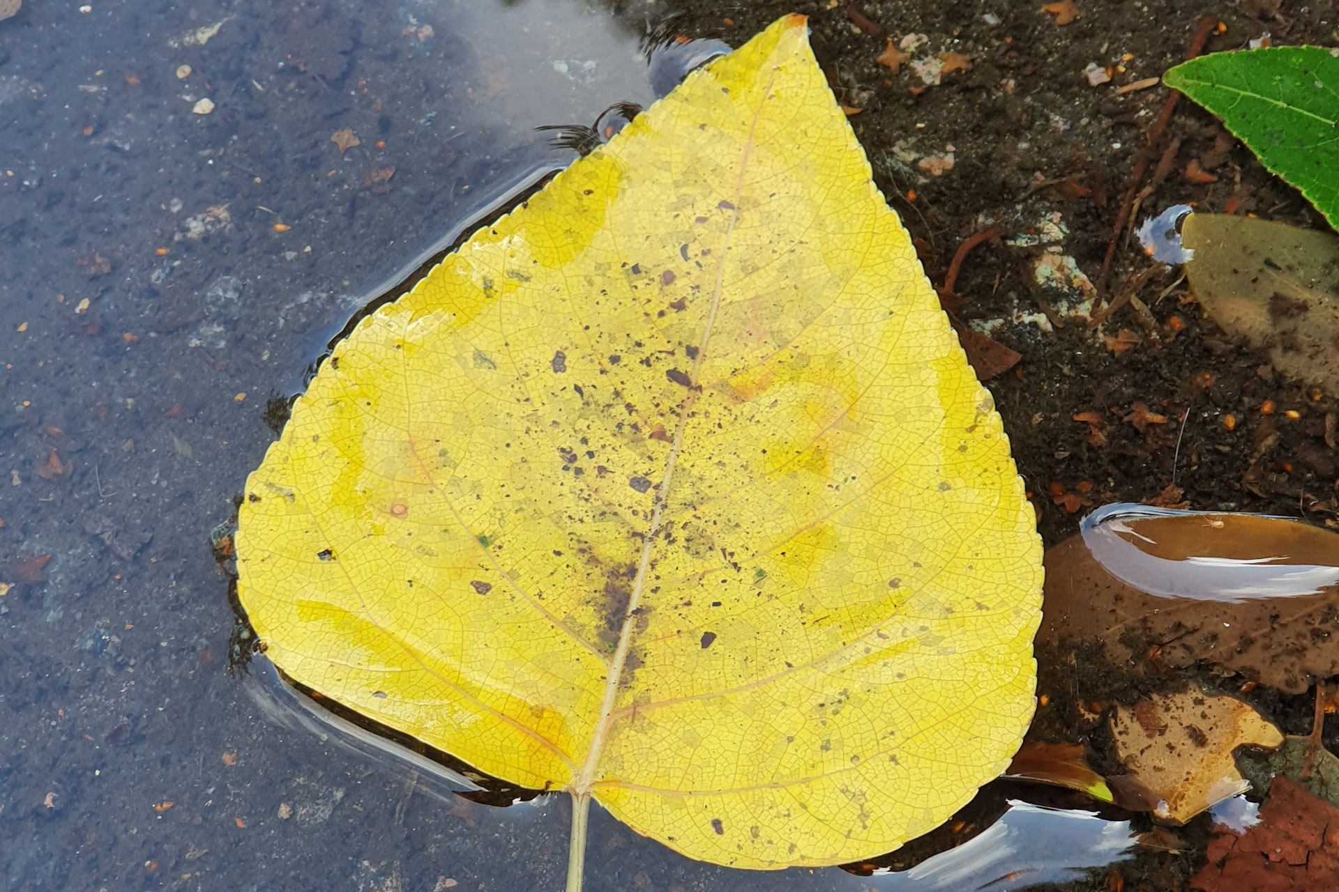 Tree Photos - Trees of Britain
